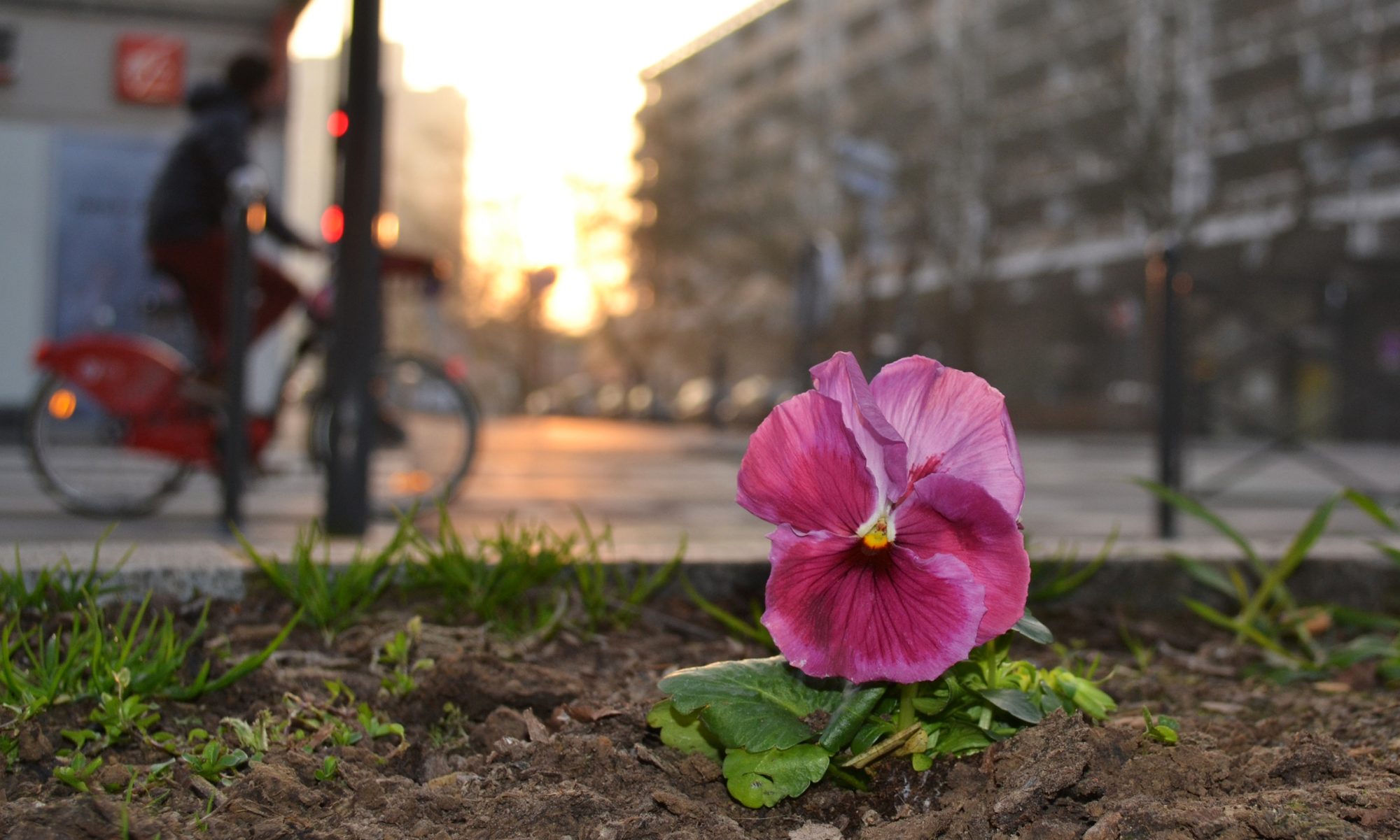 The Pansy Project